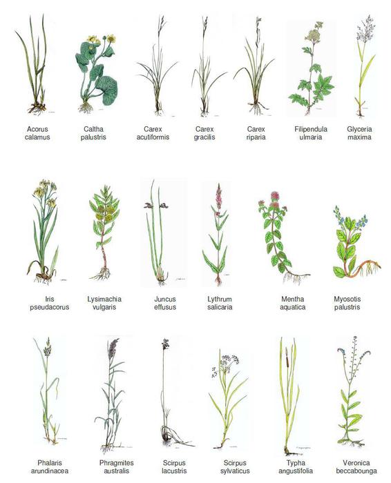 Utilisation des hélophytes :: Encyclopedie-des-jardins4