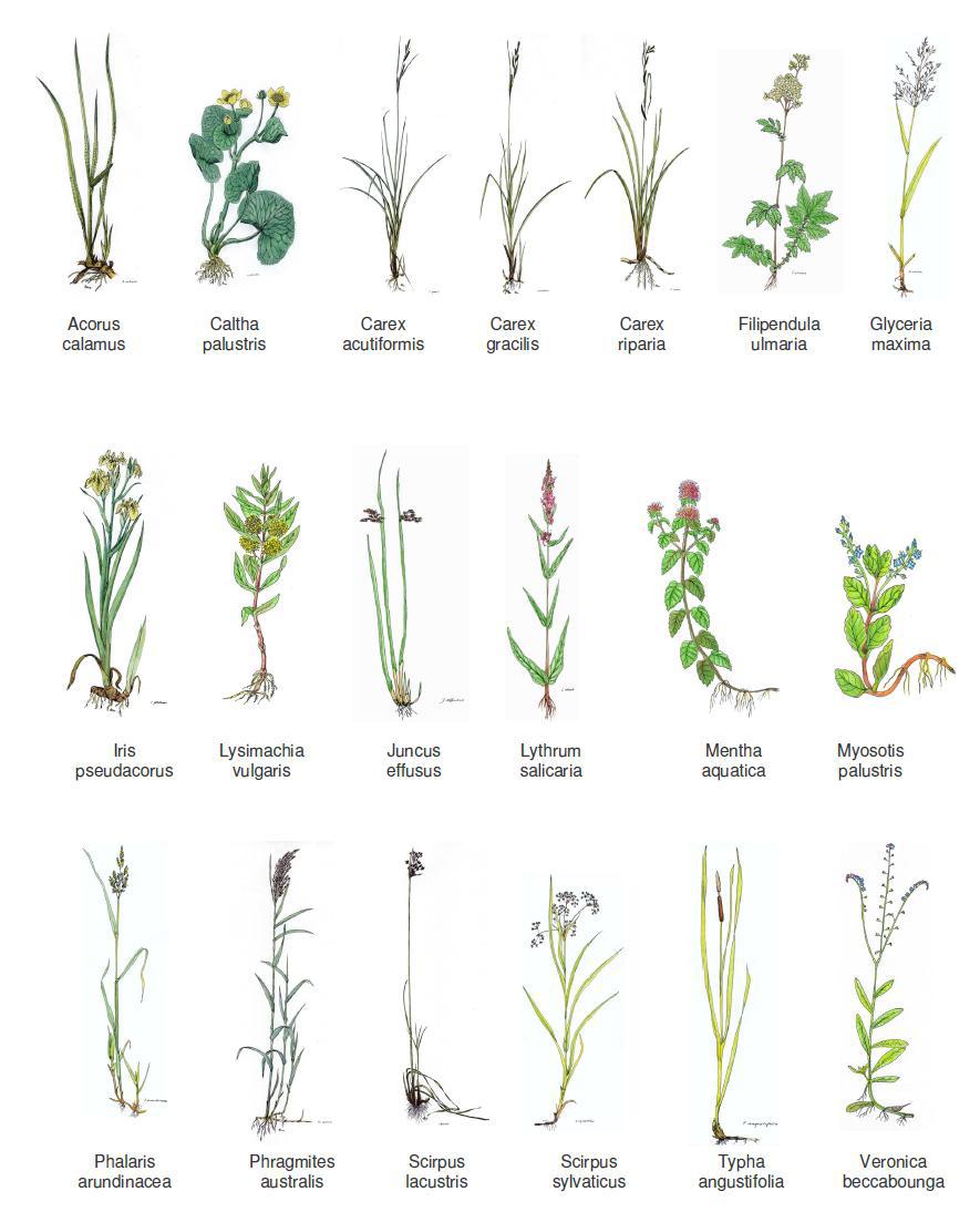 Utilisation des hélophytes :: Encyclopedie-des-jardins4